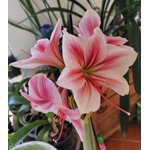 Van Zyverden Amaryllis Purple Rain Set of 1 Bulb Purple Partial Sun ...
