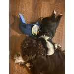 Multipet Deedle Dude Musical Interactive Plush Mouse Dog Toy - Walmart.com