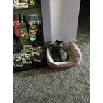 Durvet WormEze Liquid Dewormer for Cats and Kittens - Large Roundworms ...