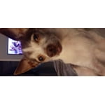 (6 pack) Cesar Loaf And Topper Rotisserie Chicken With Bacon And Cheese ...