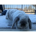 Revol Greens Spring Mix, 16 oz. - Samsclub.com