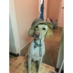 Kurgo Muck Dog Collar, Medium, Prepster Stripe Atlantic Blue - Walmart.com