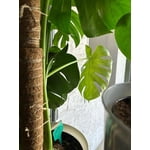 Dyna-Gro Foliage Pro Indoor Plant Growth Fertilizer 9-3-6 Liquid Food ...