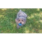 Penn 2012 Ultra-Blue Racquetball Balls, 3pk - Walmart.com