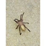 Raid Defend Wasp & Hornet Killer, Outdoor Flying Insect Spray, 14 oz, 3 ...