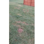 Tom Cat Mole and Gopher Repellent Granules, Safe for Lawn and Garden, 4 ...