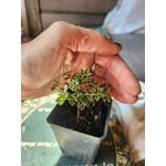 "Easy to Grow Pink Mountain Serissa Tree - Live House Plant, Bonsai ...