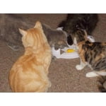 FroliCat Pounce Interactive Toy - Walmart.com