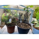 "Fignominal Dwarf Fig Tree - Edible Indoor Plant - Ficus carica hybrid ...