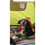 Multipet Dog Toy Multicrew Monkey Color May Vary - Walmart.com