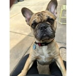 (6 pack) Cesar Loaf And Topper Rotisserie Chicken With Bacon And Cheese ...