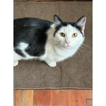 Kitty Diggin's Fragrance-Free Cat Litter, 7 lbs - Walmart.com