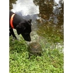 Wardley Pond Pellets Koi & Pond Fish Food, 10lbs - Walmart.com