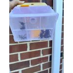 Bees N Things Wood Hanging Carpenter Bee Catcher for Outdoor Use ...