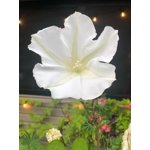 Burpee Trellis & Fence Garden Starter Garden Flower Seed Collection, 1 ...