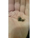 Everwilde Farms - 500 Organic Vera Lavender Herb Seeds - Gold Vault ...