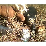 Learning Resources Jumbo Forest Animals - Fine Motor Skills for ...