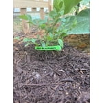 Mini Blues Blueberry Bush, Live Starter Plant, 5-6' Tall, Full Sun ...