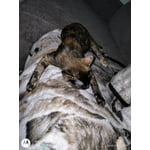 Durvet WormEze Liquid Dewormer for Cats and Kittens - Large Roundworms ...