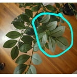 6 ft Tall Large Indoor Faux Moringa Oleifera Tree in Pot, Artificial ...