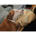 Pets Know Best Huggie Pup, Dog Plush with Heartbeat for Crate Training ...