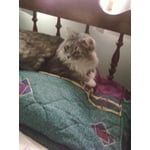 Eureka EasyClean Lightweight Handheld Vacuum Cleaner, Yellow 71B ...