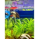 SeeShelter Brand Betta Tunnel in Translucent Clear Fish Hide Enrichment ...