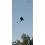 Free Shipping! DreamWorks Dragons Remote Control Flying Toothless Toy ...