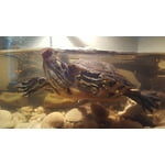 Wardley Low Fat Turtle Treat, 1 Oz - Walmart.com