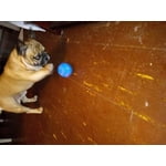 Cheerble Smart Interactive Dog Toy, Wicked Ball AIR, Automatic Moving ...