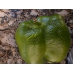 Fresh Produce Green Bell Pepper 1 Each with Crisp Flavor, Rich in ...