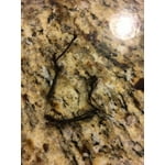 Air Hogs - Supernova, Gravity Defying Hand-Controlled Flying Orb, for ...