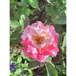 Heirloom Roses - Live Flower Bushes, Spiced Coffee Hybrid Tea Rose ...