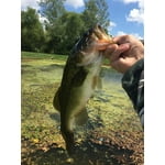 SpiderWire Stealth® Braid Fishing Line, Moss Green, 65 lb Test Strength ...