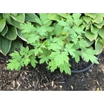 Garden State Bulb Bleeding Heart Dicentra Spectabilis, Bare Roots (Bag ...