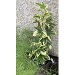 Southern Living Angyo Star Fatshedera (Hybrid of Fatsia japonica and ...