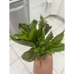 Fresh Basil, 0.5 oz Clamshell - Walmart.com