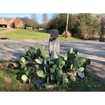 Design Toscano Decorative Zippy The Dragon Sculptural Mailbox Protector ...