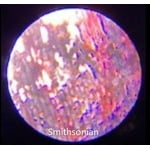 NSI Smithsonian 150x, 450x, and 900x Magnification Multi-Color ...