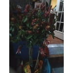 Tropical Plants of Florida 44" to 48" Braided Shrimp Tree; Red Flowers ...