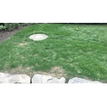 Scotts Step 1 Starter Lawn Food with Crabgrass Preventer for Seeding ...