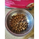 Pure Balance Pro+ Kitten Food with Chicken Dry Cat Food 7 lbs, DHA for ...