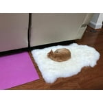 Genuine Sheepskin Rug Extra Soft Natural Pelt Champagne , Single Pelt 2 ...