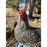 Cargill Animal Nutrition Nutrena NatureWise Feather Fixer 40lb - Walmart.com