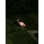 Zingz & Thingz Leaning Flamingo Solar Powered Lighted Statue - 21 ...