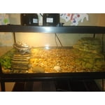 Tetra Tetrafauna 20-Gallon Deluxe Aquatic Glass Turtle Tank Starter Kit ...