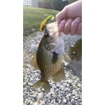 Berkley PowerBait Pogy Swim Shad Fishing Soft Bait - Walmart.com