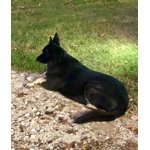 Free Shipping! Bark&Spark Dog Allergy Itch Relief Chews with Fish Oil ...