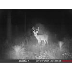 Tasco 12MP Trail Camera with Low Glow Infrared Flash, 720p Video, PIR ...