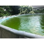 HTH Super Algae Guard 5-in-1: Algae Killer, Preventer, Pool Cleaner, 1 ...